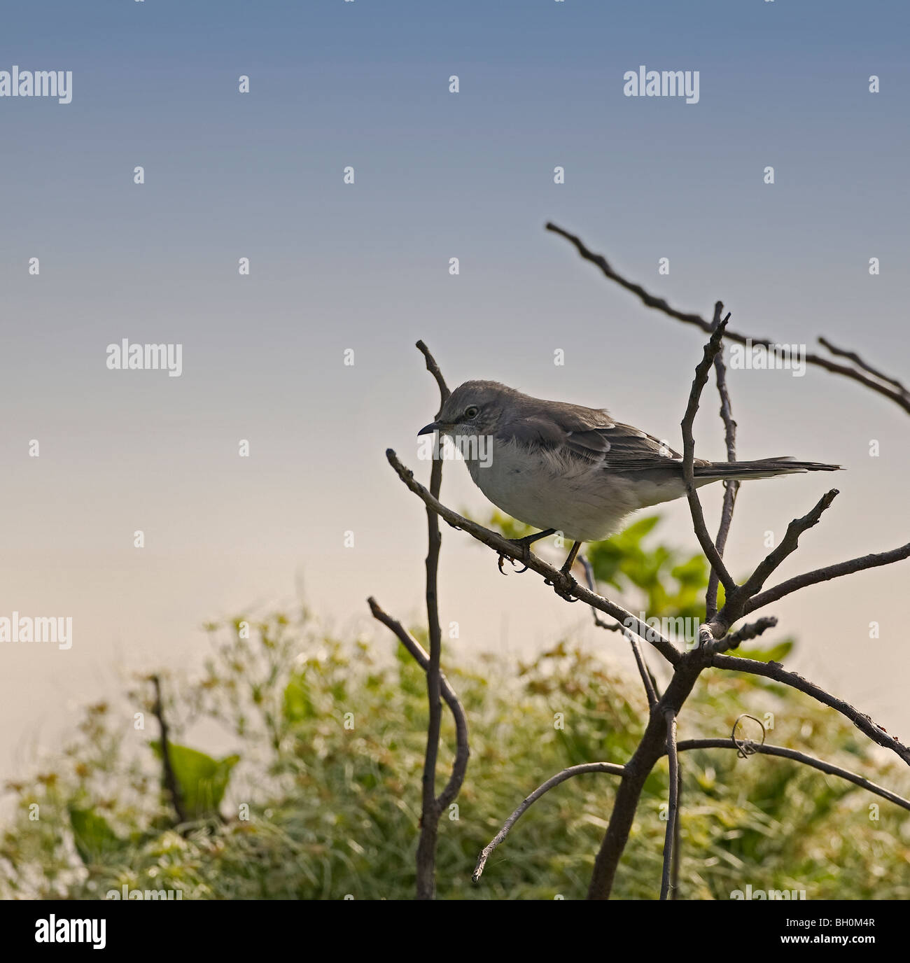 Mockingbird at Cape May State Park, Cape May, New Jersey, USA Stock ...