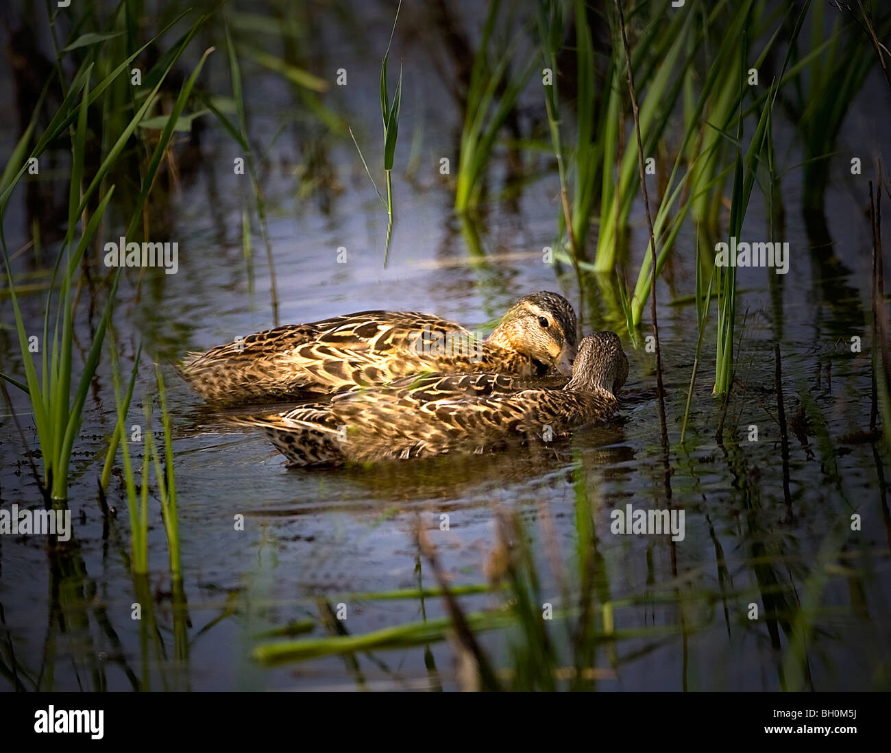 Ducks refuge hi-res stock photography and images - Alamy