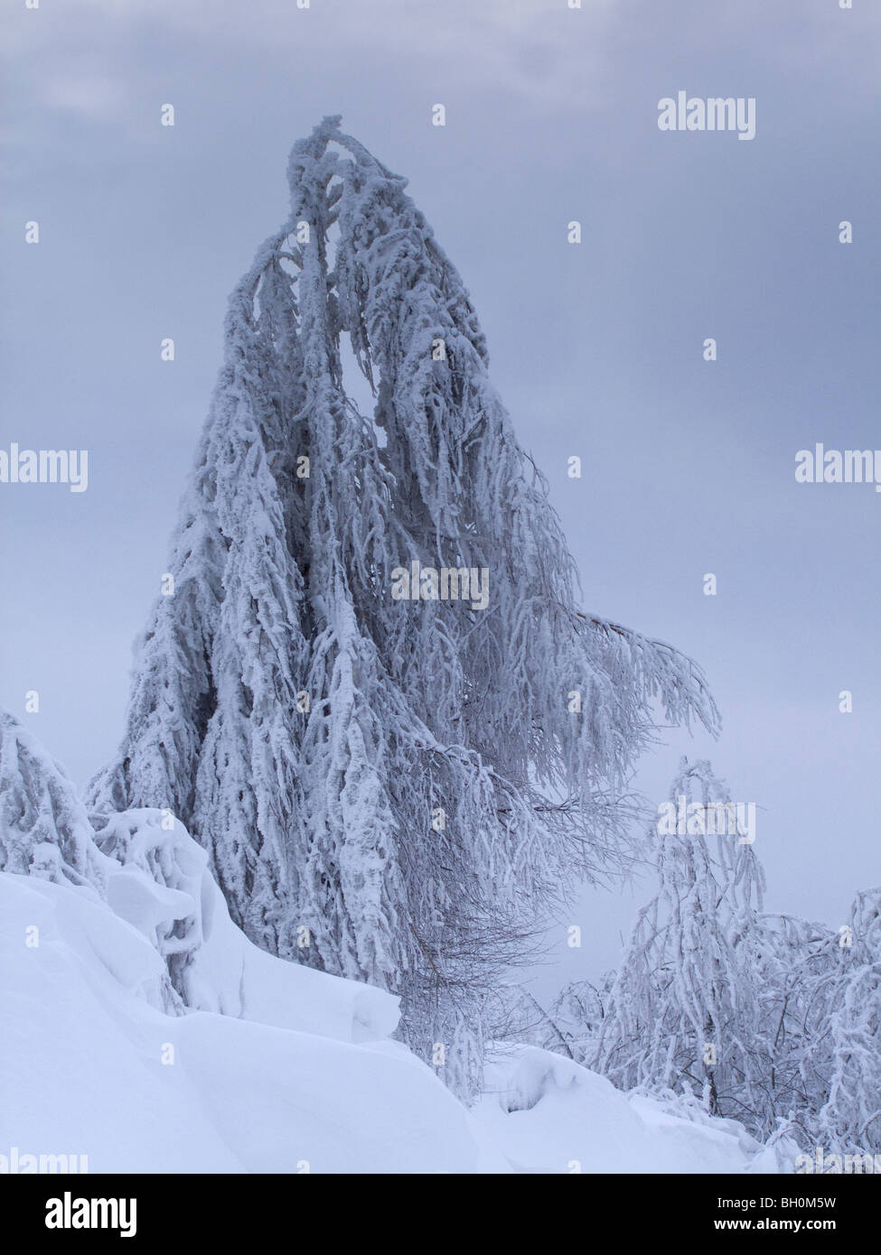 Extreme weather -winter - hoarfrost and glazed frost Stock Photo - Alamy