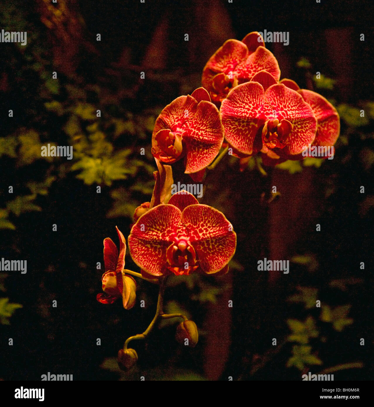 Red orchids hi-res stock photography and images - Alamy