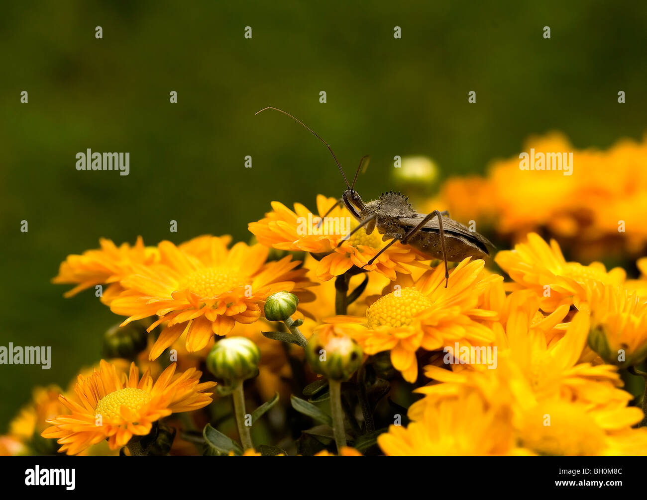 "Wheel Bug on Mum Plant Stock Photo - Alamy