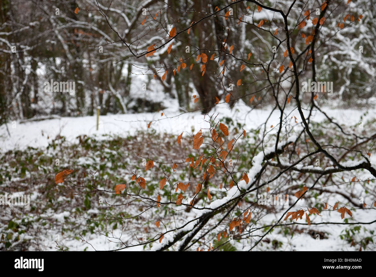 Snow scene County Limerick, Ireland Stock Photo - Alamy