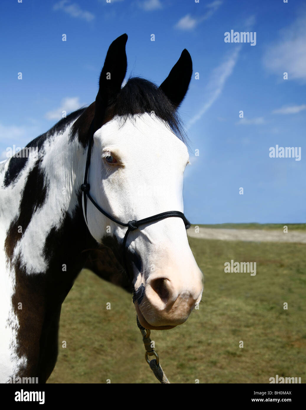 Portrait of a pinto hi-res stock photography and images - Alamy