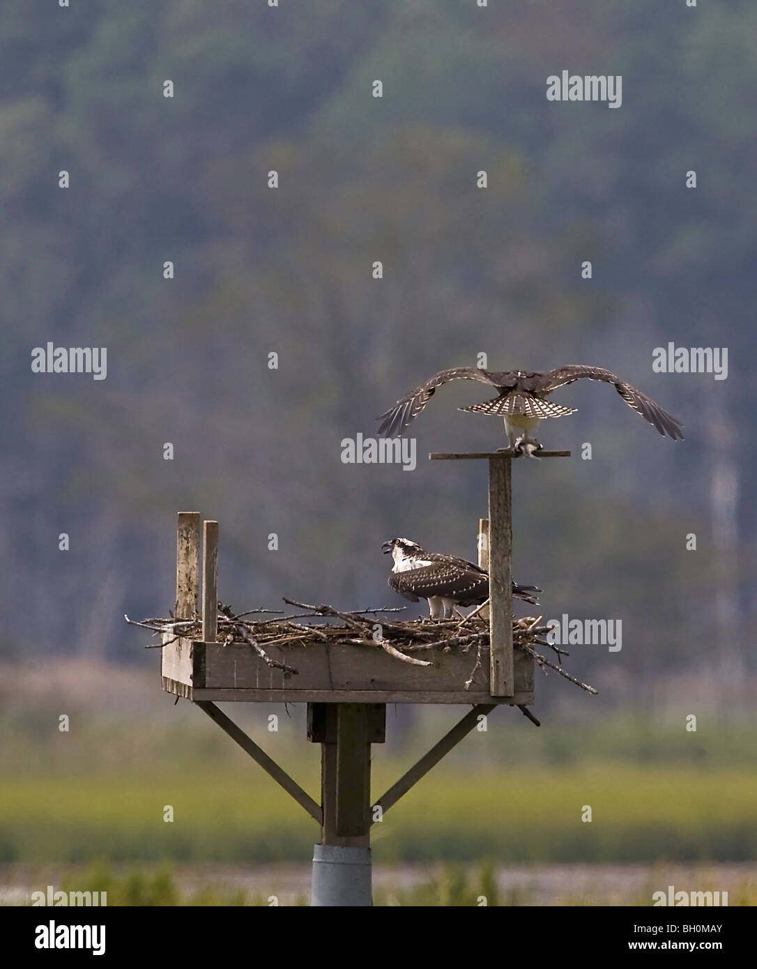 Osprey nesting hi-res stock photography and images - Alamy