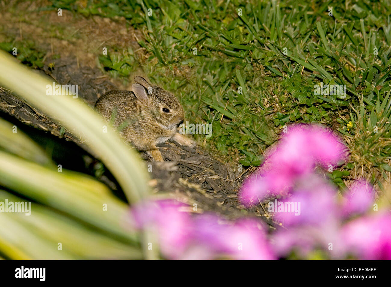 "The Birth of Spring Stock Photo - Alamy