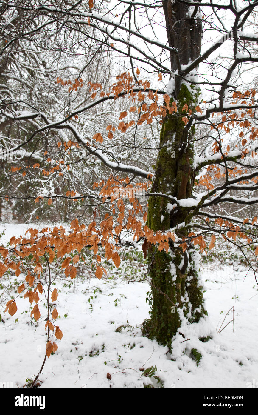 Snow scene hi-res stock photography and images - Alamy