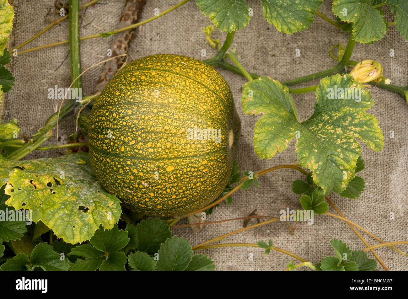 Round squash growing on an allotment plot, on top of Hessian matting ...