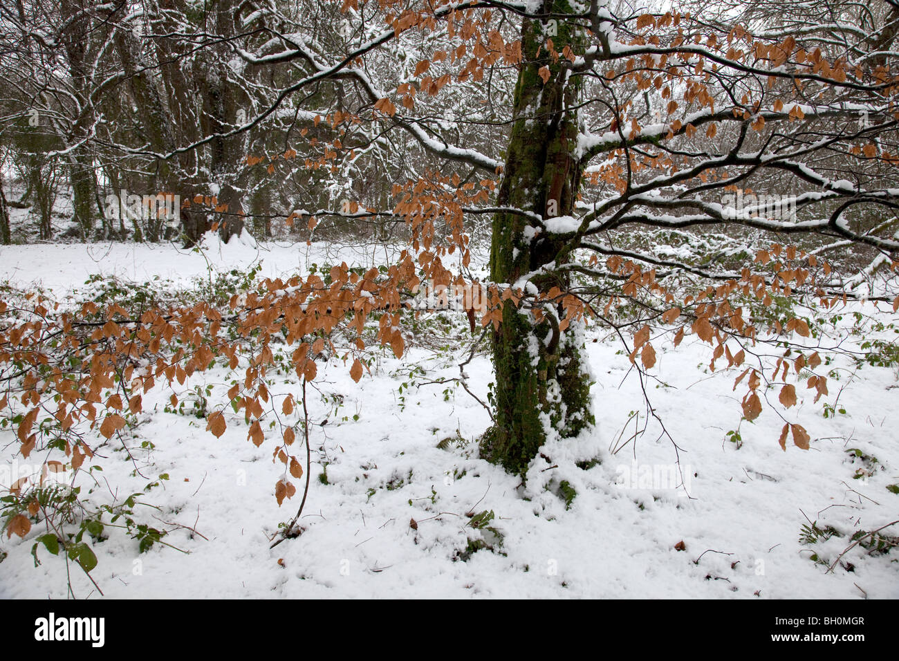 Carrigafoyle Castle County Kerry, Ireland Stock Photo - Alamy