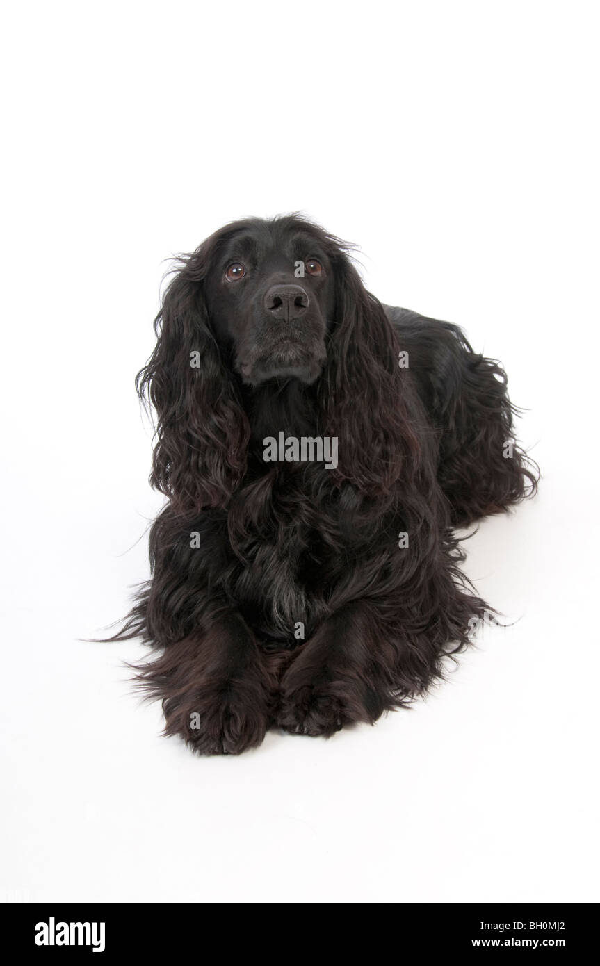 Black spaniel hi-res stock photography and images - Alamy