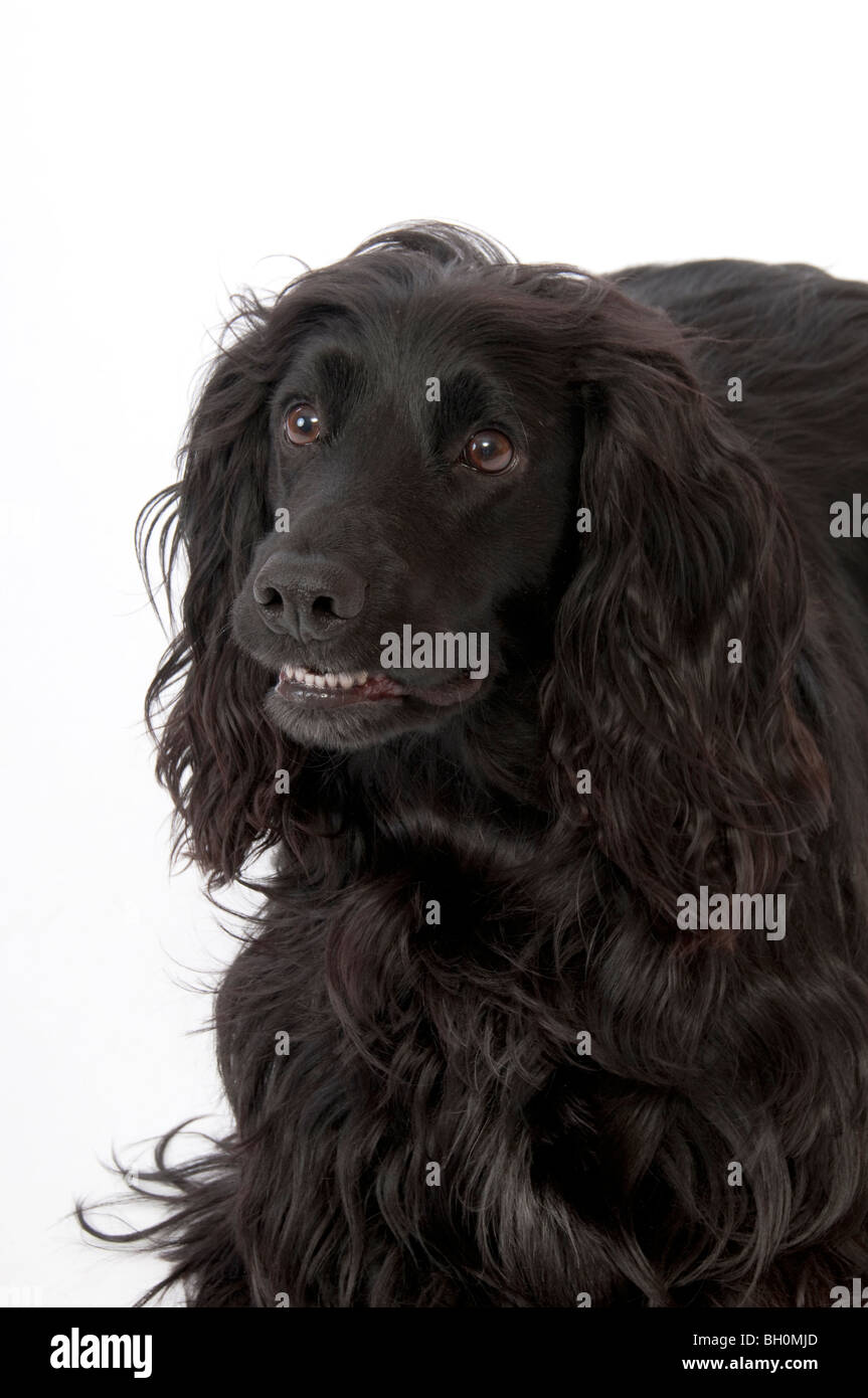 Pedigree cocker spaniel hi-res stock photography and images - Alamy