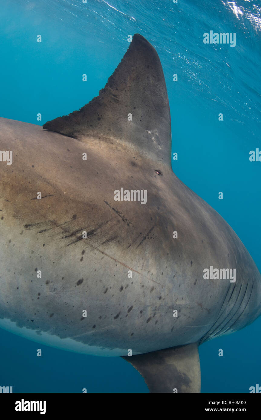 Shark with camera hi-res stock photography and images - Alamy