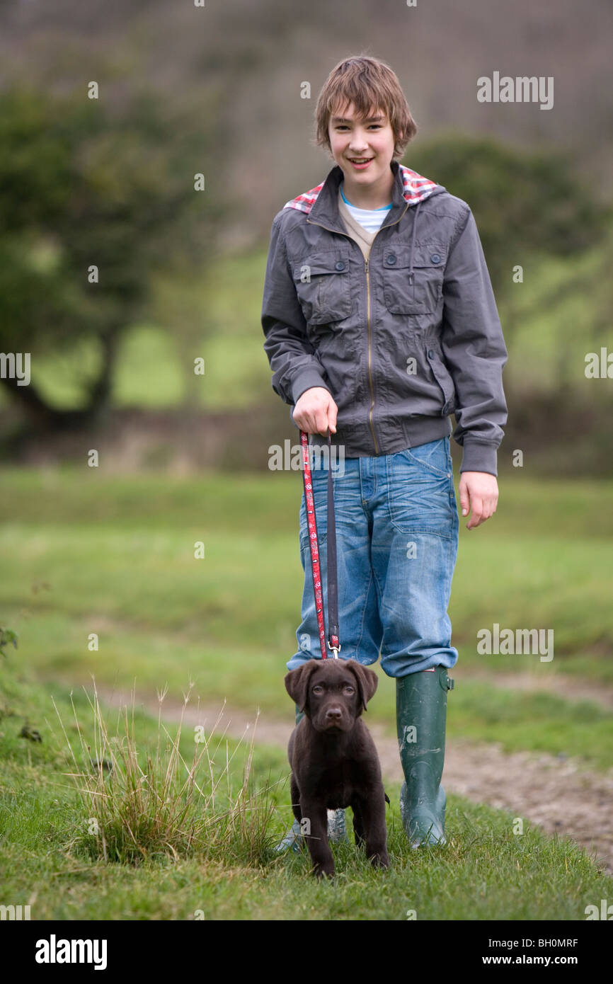 Chocolate Labrador Dog and owner Single young male puppy with teenager ...