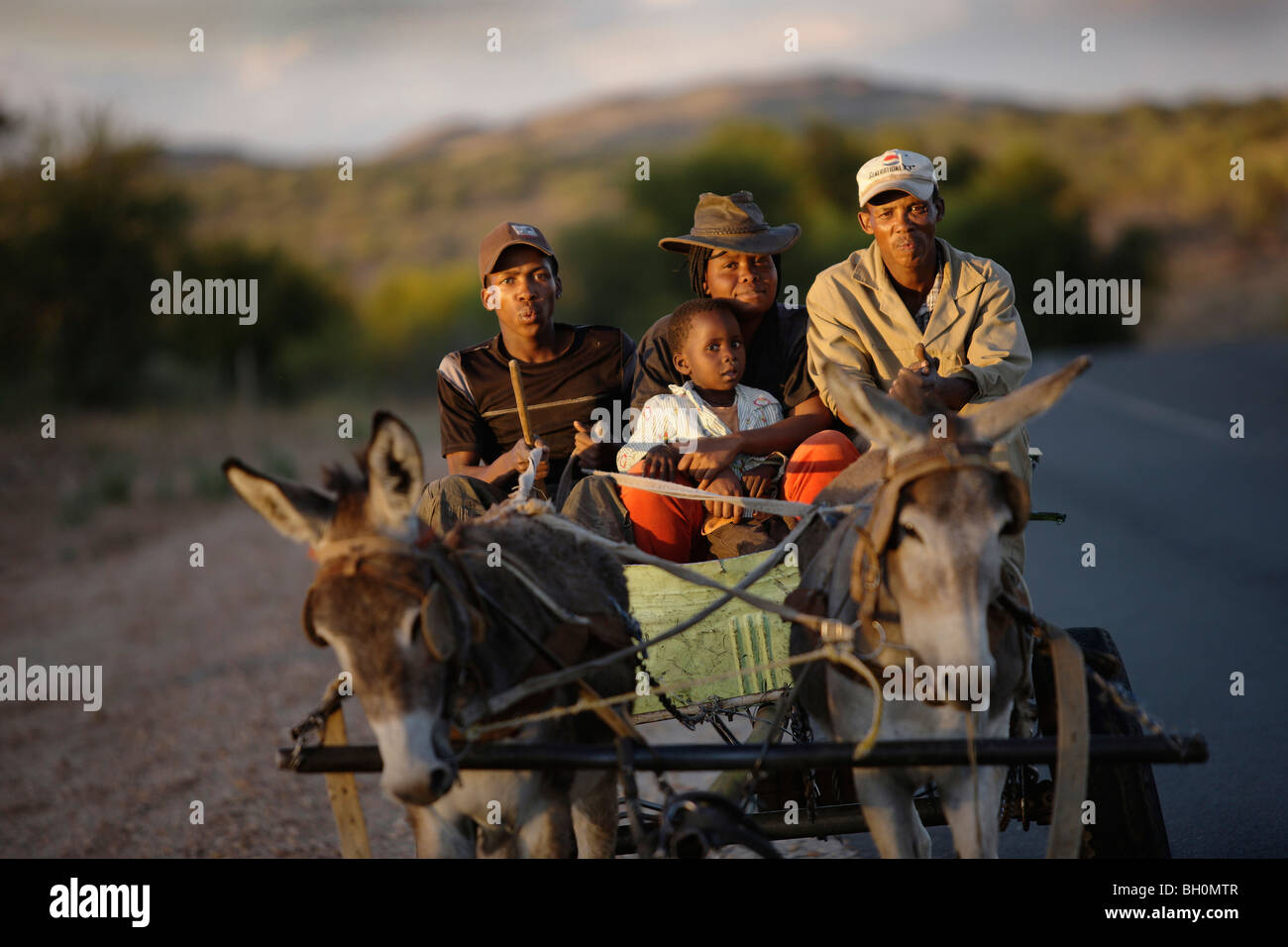 Family on a cart pulled by a donkey, Windhoek, Namibia, Africa Stock ...