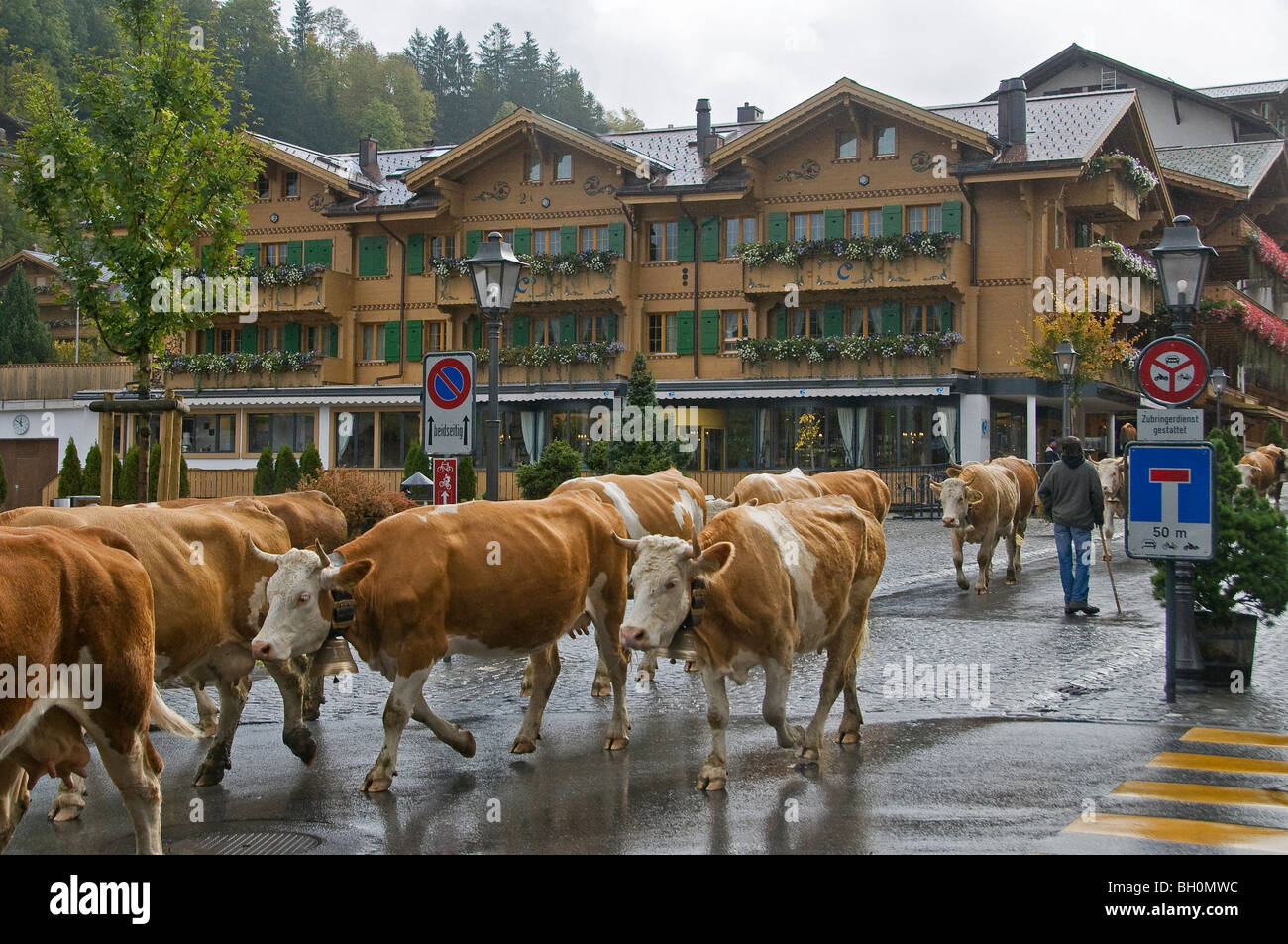 Cows crossing the street Gstaad Oberland Switzerland Stock Photo - Alamy
