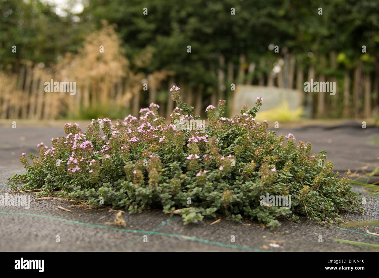 Common Thyme (Thymus vulgaris) growing on an allotment plot showing ...