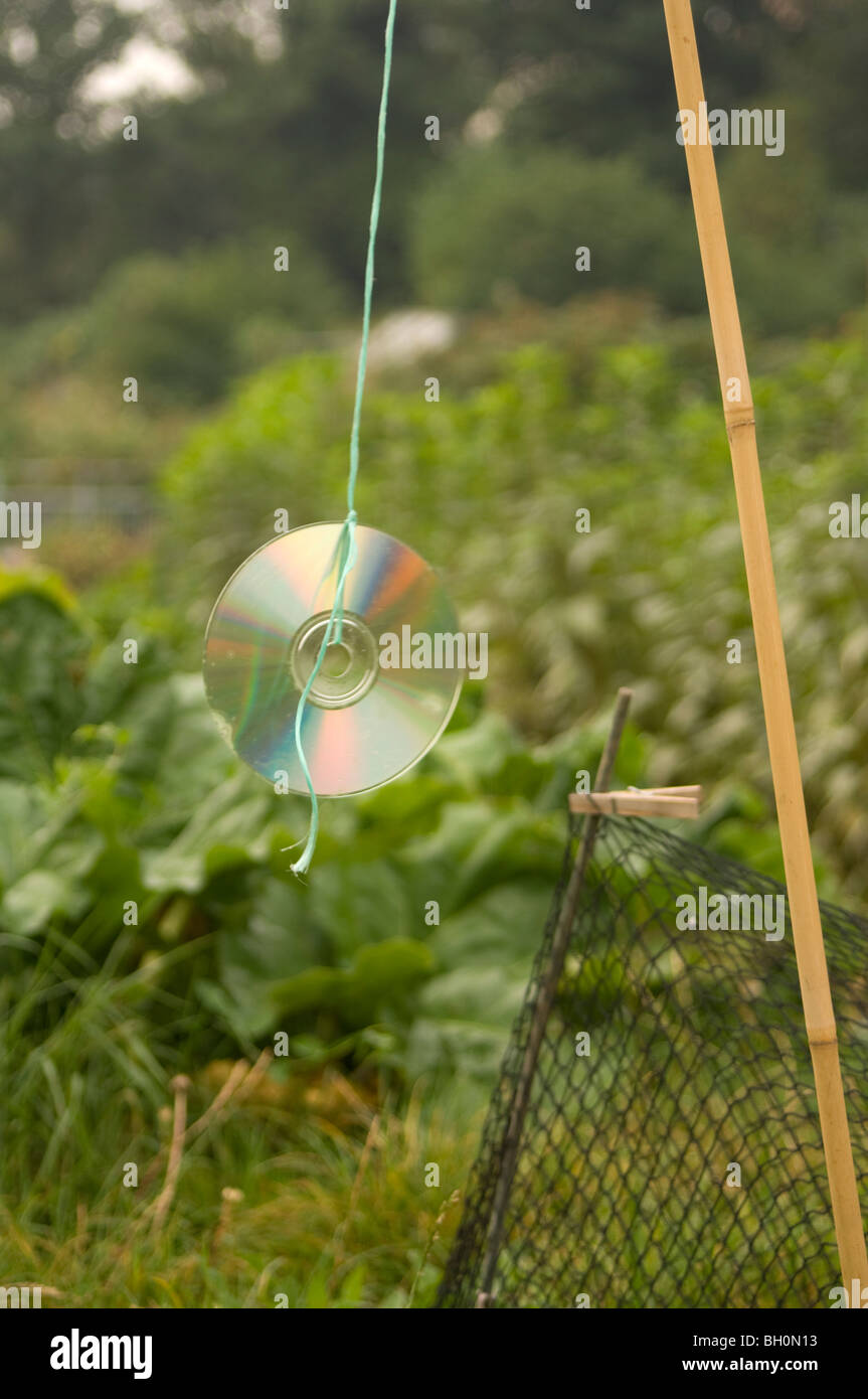 Old CD dangled from a bamboo cane to scare off birds and other pests on ...