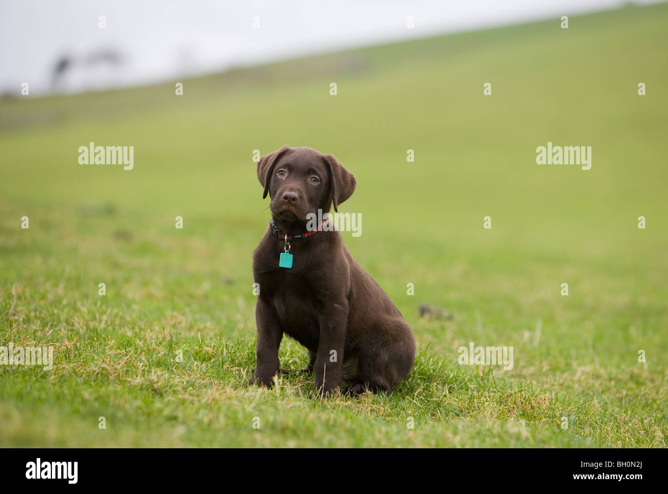 Chocolate Labrador Dog Single young male in a field Portasham Stock ...