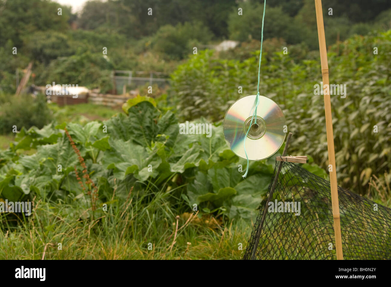 Old CD dangled from a bamboo cane to scare off birds and other pests on ...