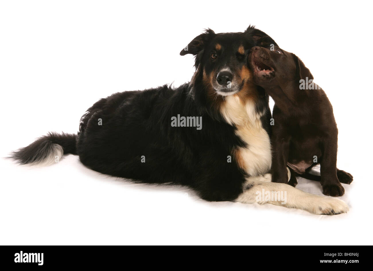 Chocolate border collie hi-res stock photography and images - Alamy