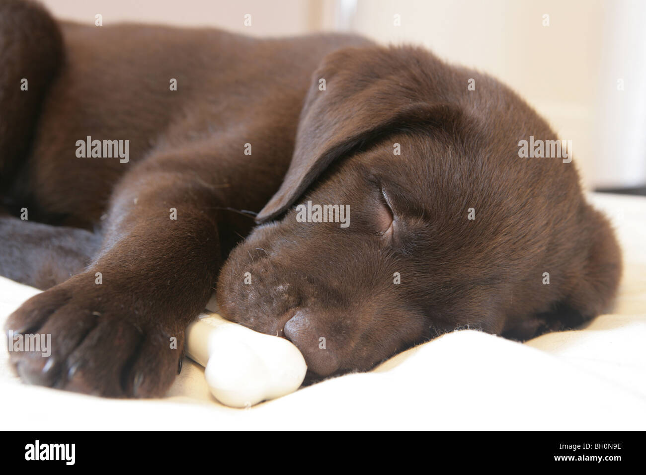 Brown Labrador Puppy Young male sleeping Studio Stock Photo - Alamy