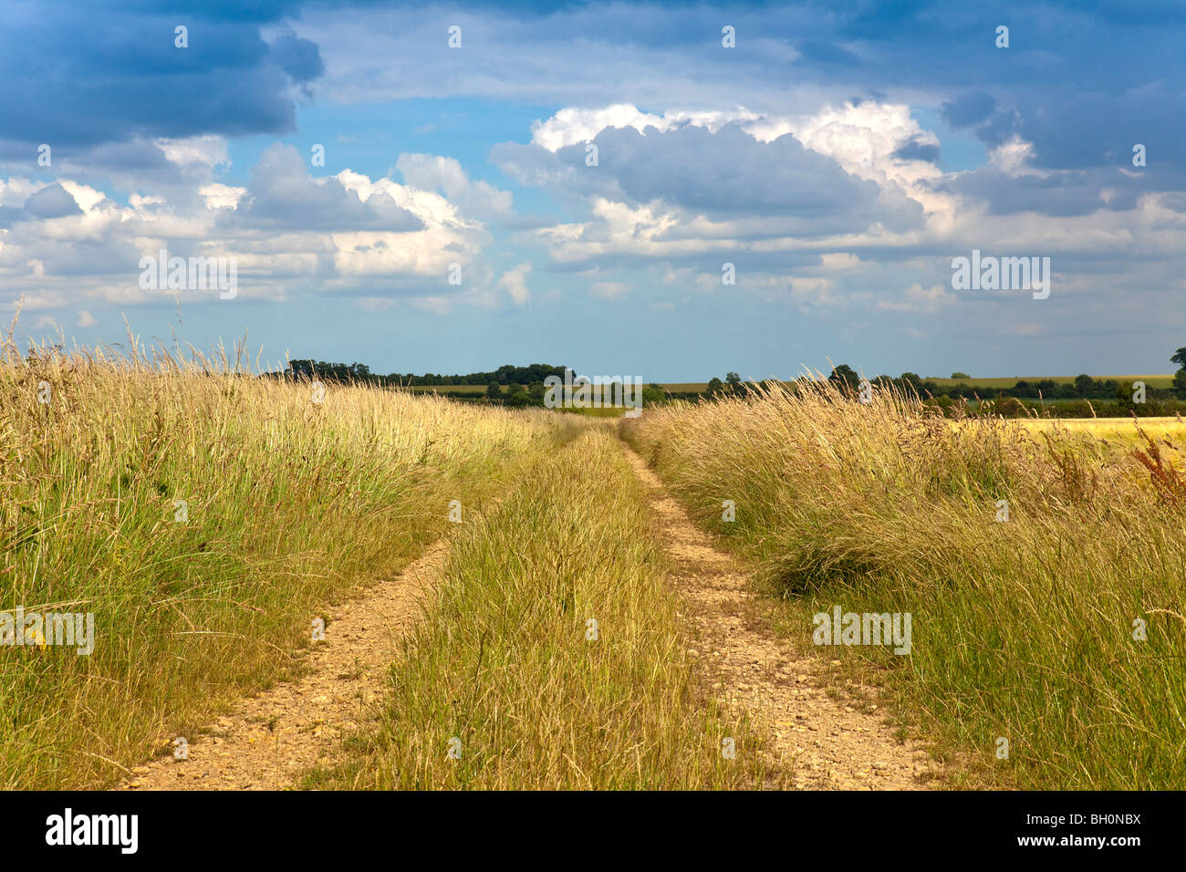 Walk down Country Lane in July, Lincolnshire England UK GB Stock Photo ...
