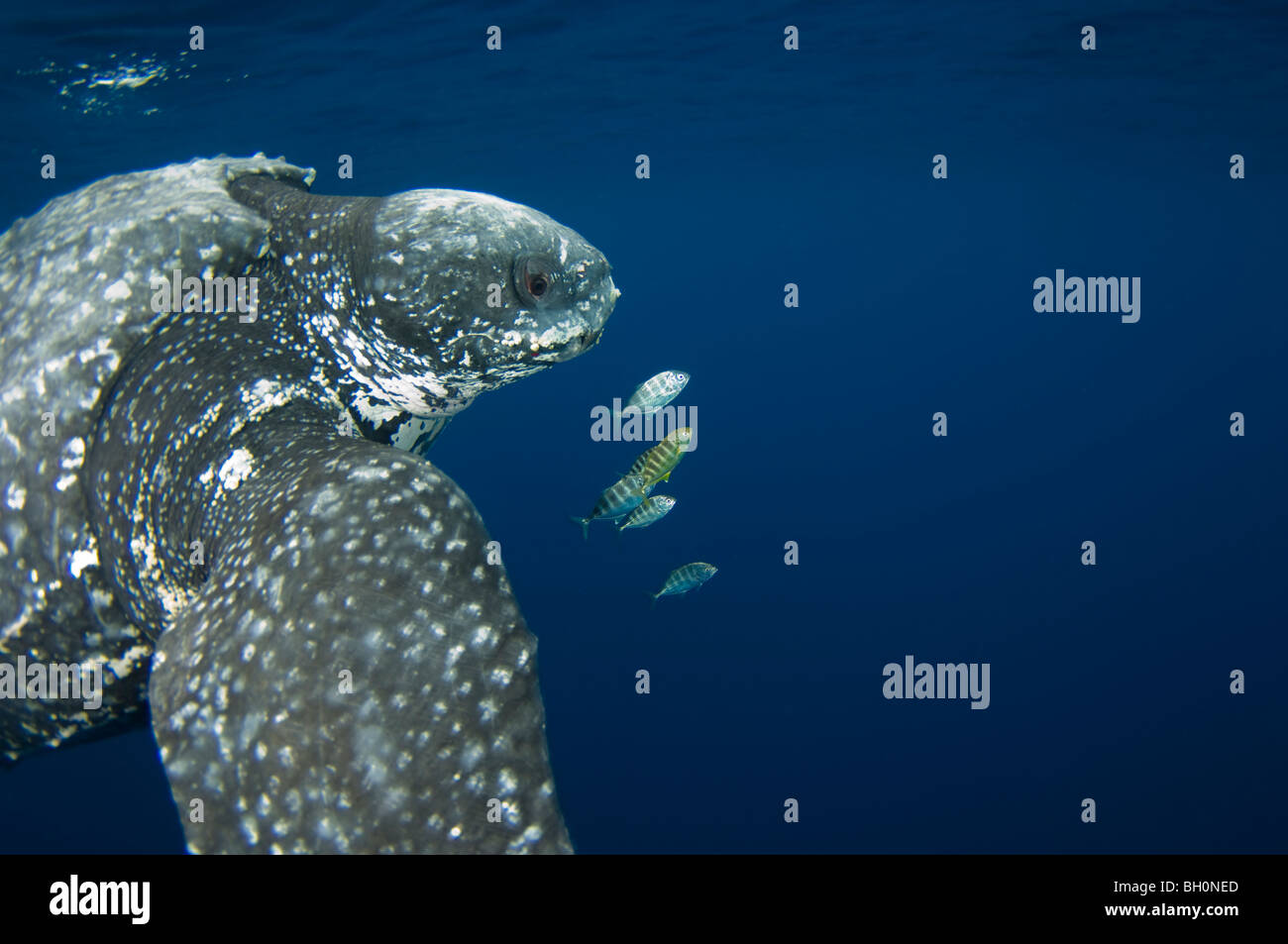 Leatherback Turtle, Dermochelys coriacea, swimming with golden trevally ...