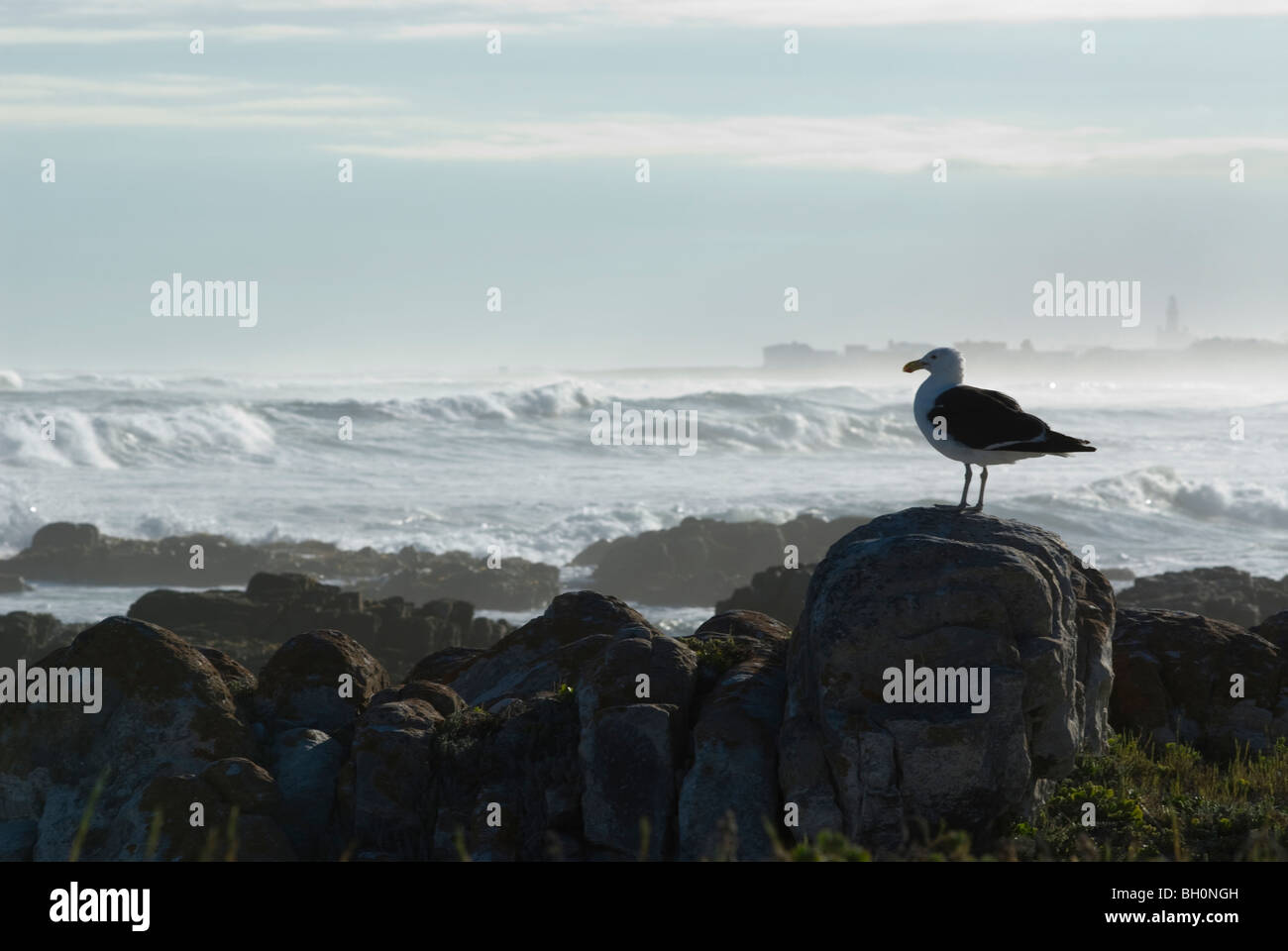 Cape gull larus dominicus cape hi-res stock photography and images - Alamy