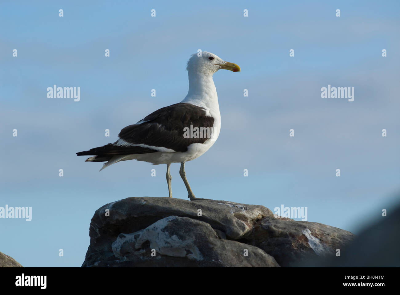 Cape gull larus dominicus cape hi-res stock photography and images - Alamy