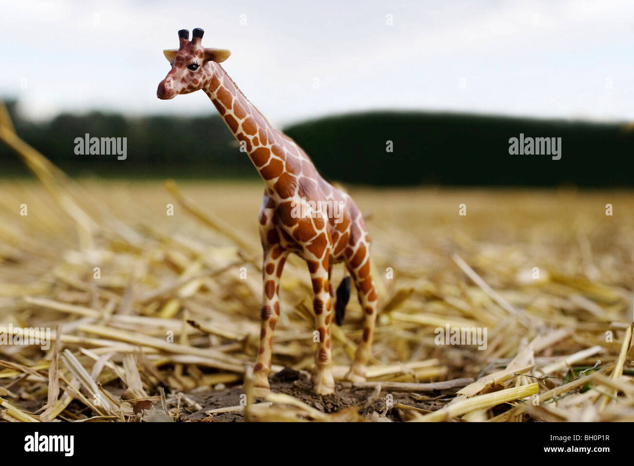 Plastic giraffe toy hi-res stock photography and images - Alamy