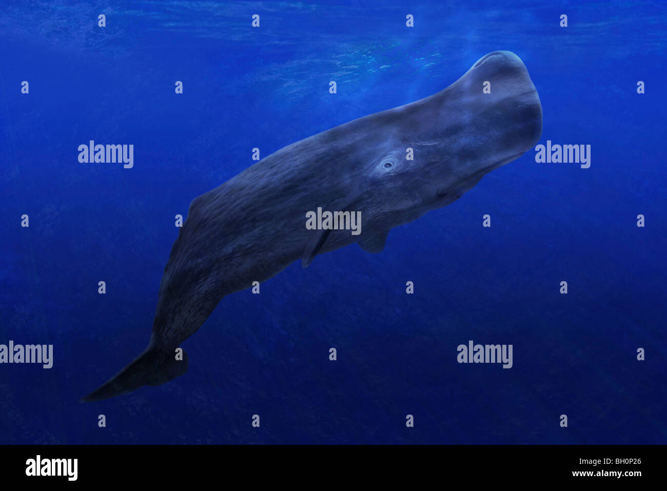 Pot whale hi-res stock photography and images - Alamy