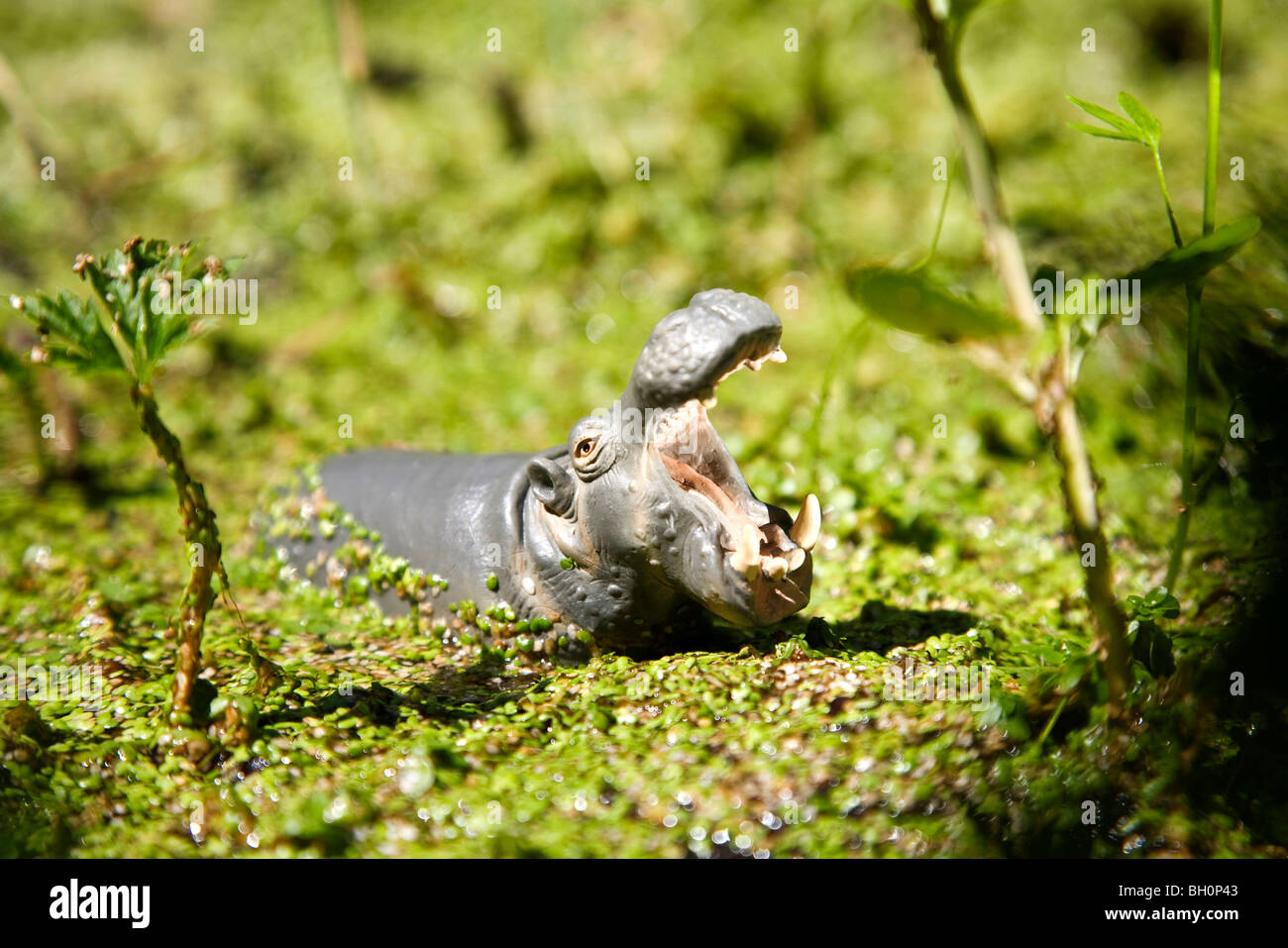 Plastic hippo toy hi-res stock photography and images - Alamy