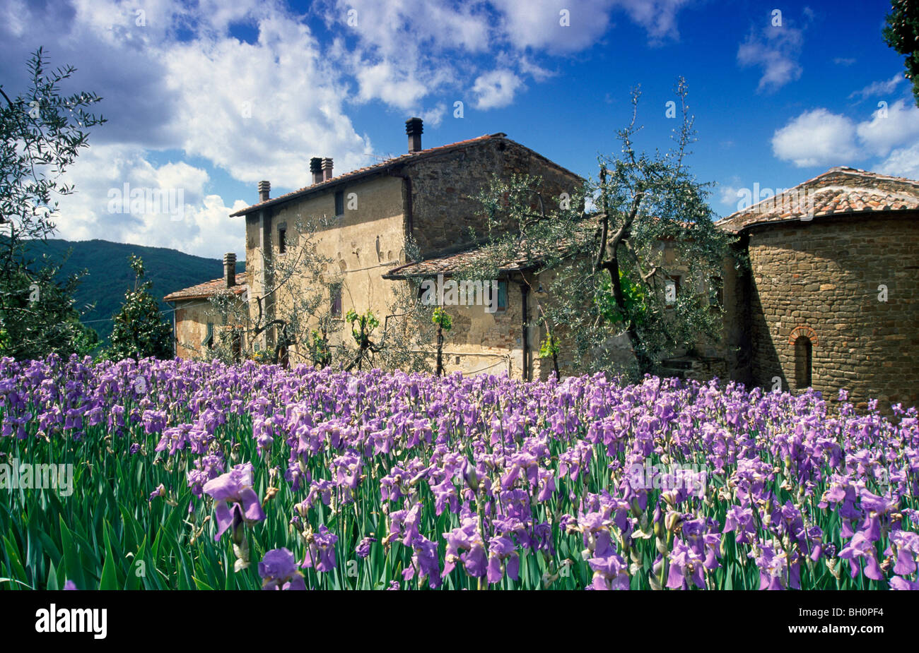 Iris farm tuscany hi-res stock photography and images - Alamy