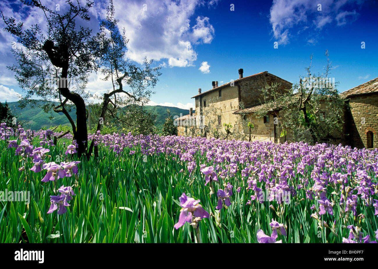 Iris farm tuscany hi-res stock photography and images - Alamy