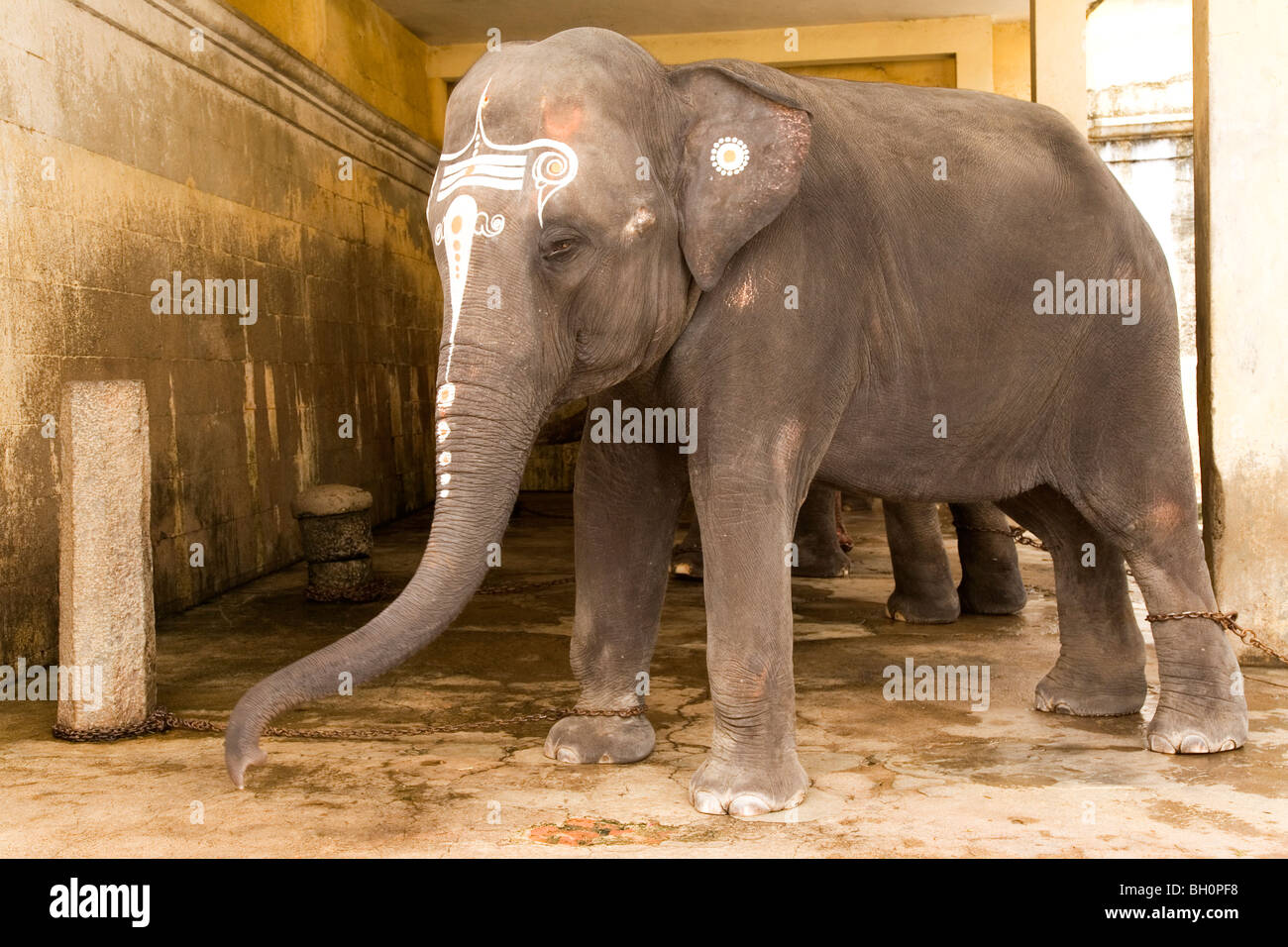The temple Elephant at the Kailasanath Temple in Kanchipuram, India ...