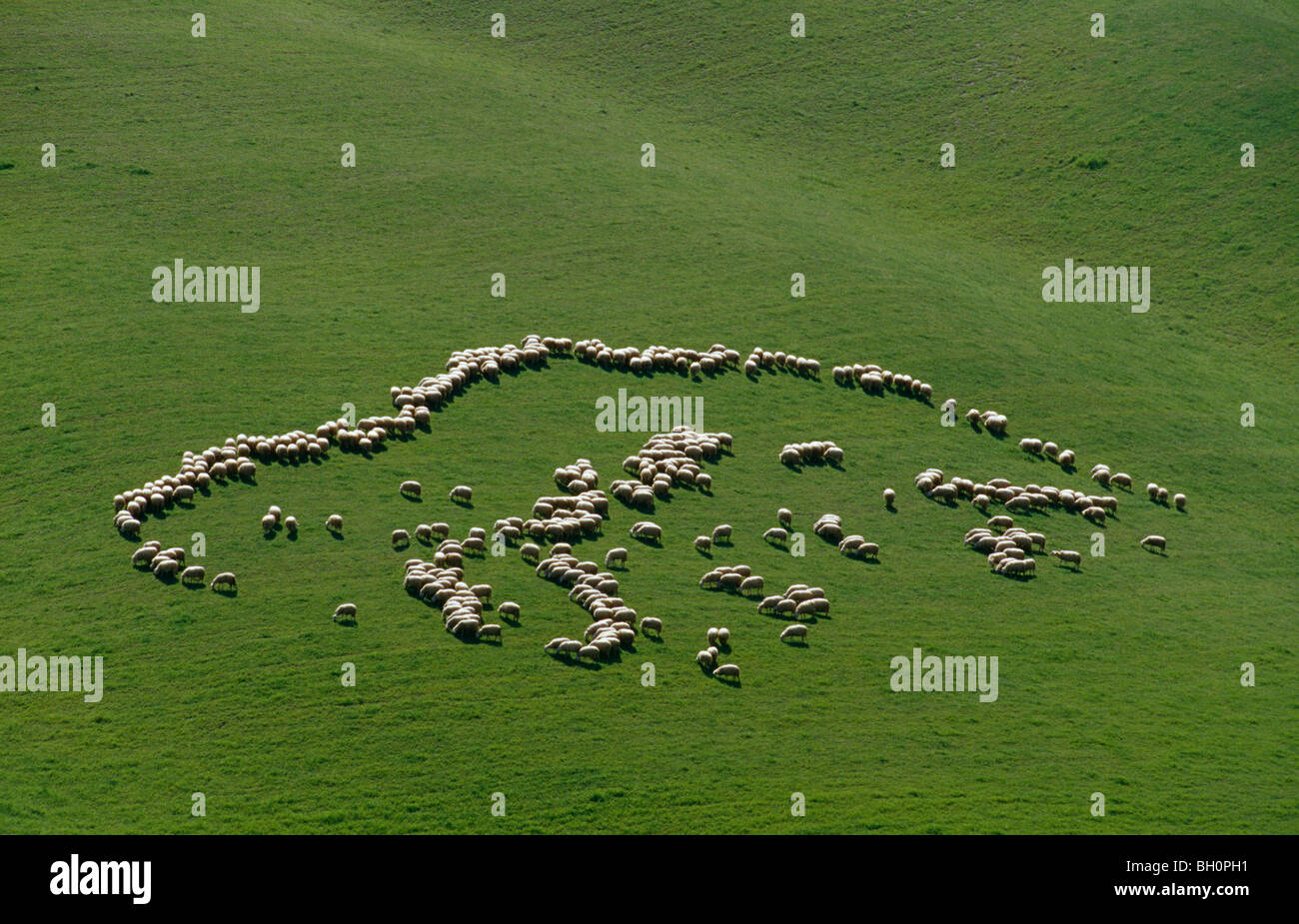 Flock of sheep in the crete hi-res stock photography and images - Alamy