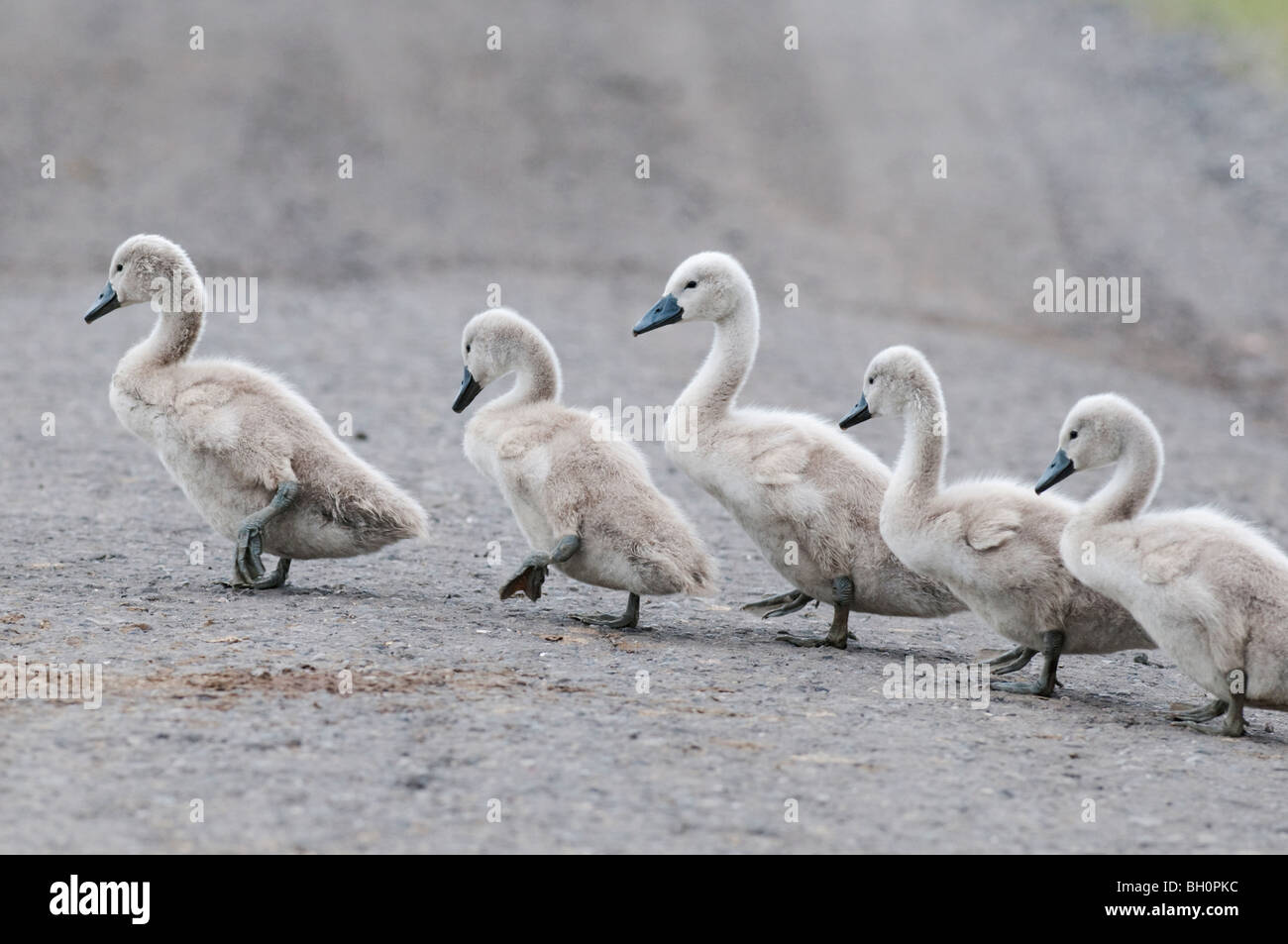 Swan crossing hi-res stock photography and images - Alamy