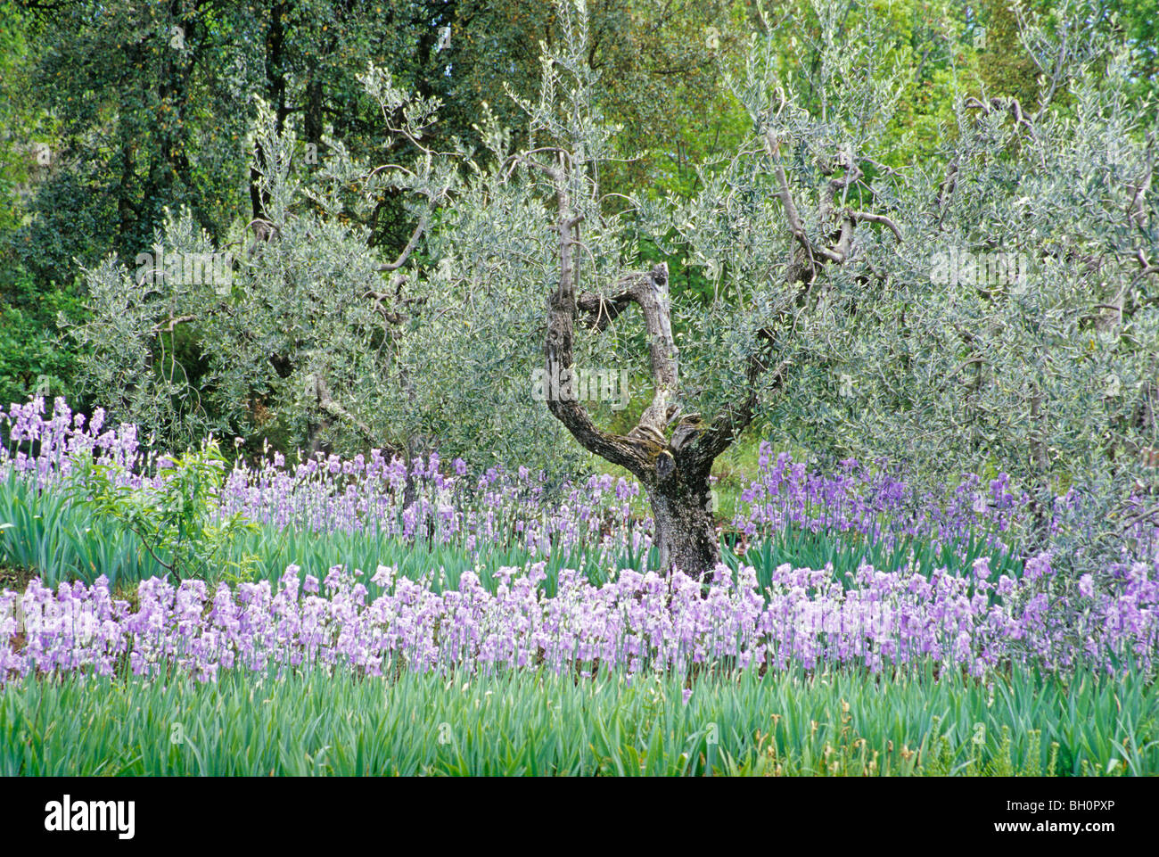 Iris under olive tree hi-res stock photography and images - Alamy