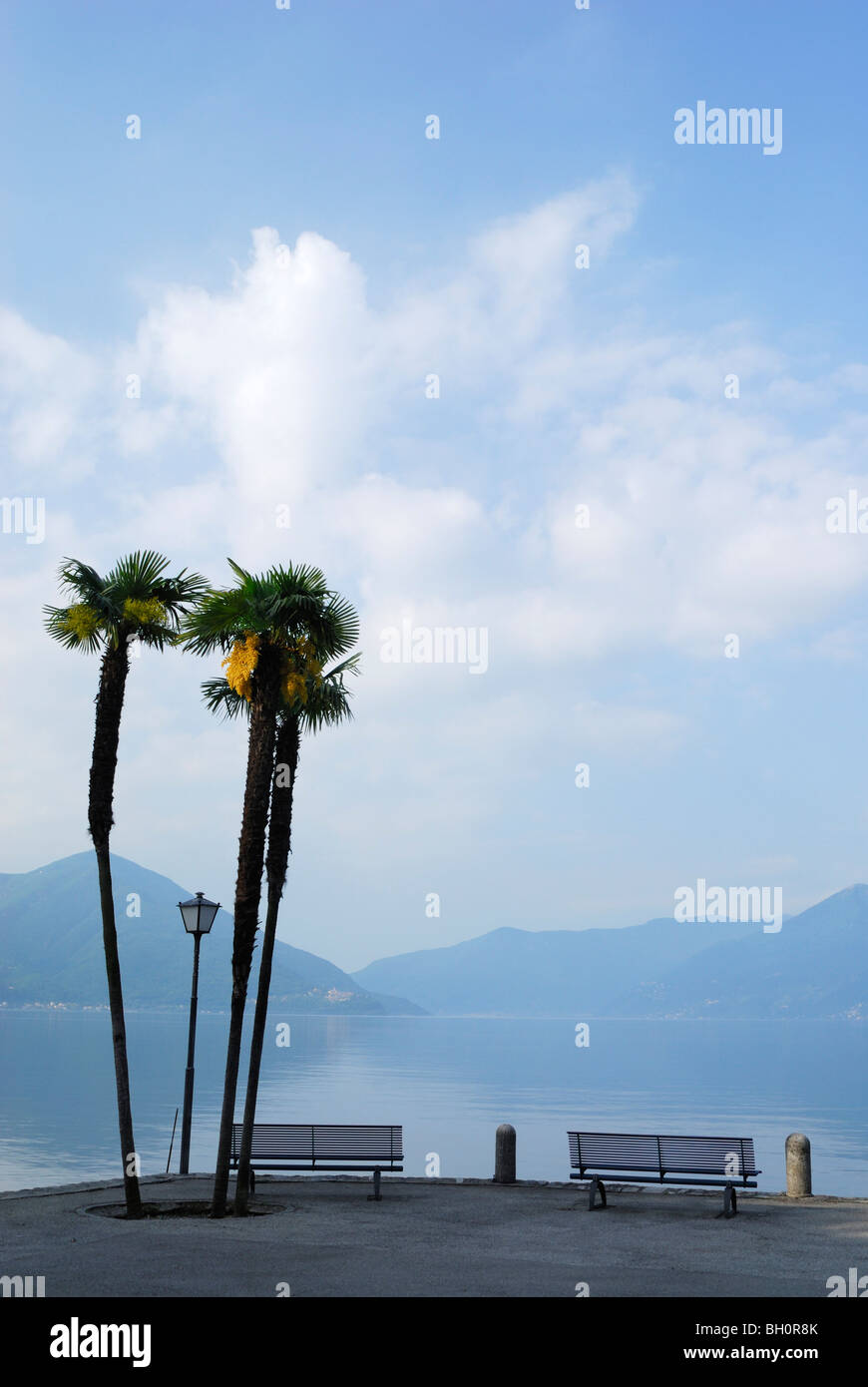 Two benches under palm trees with view towards lake Maggiore, Ascona ...