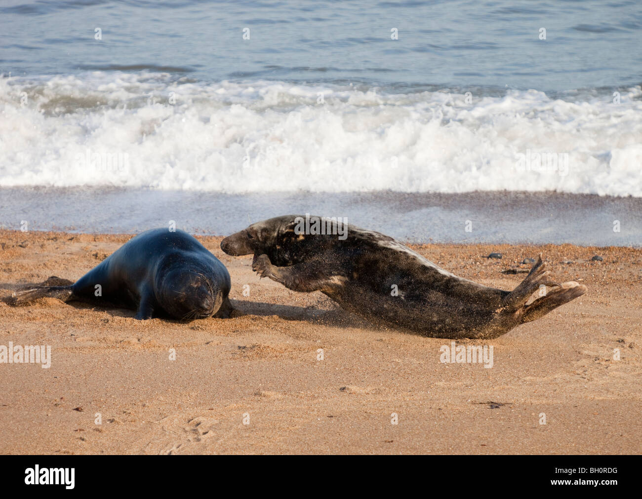 Angry seals hi-res stock photography and images - Alamy