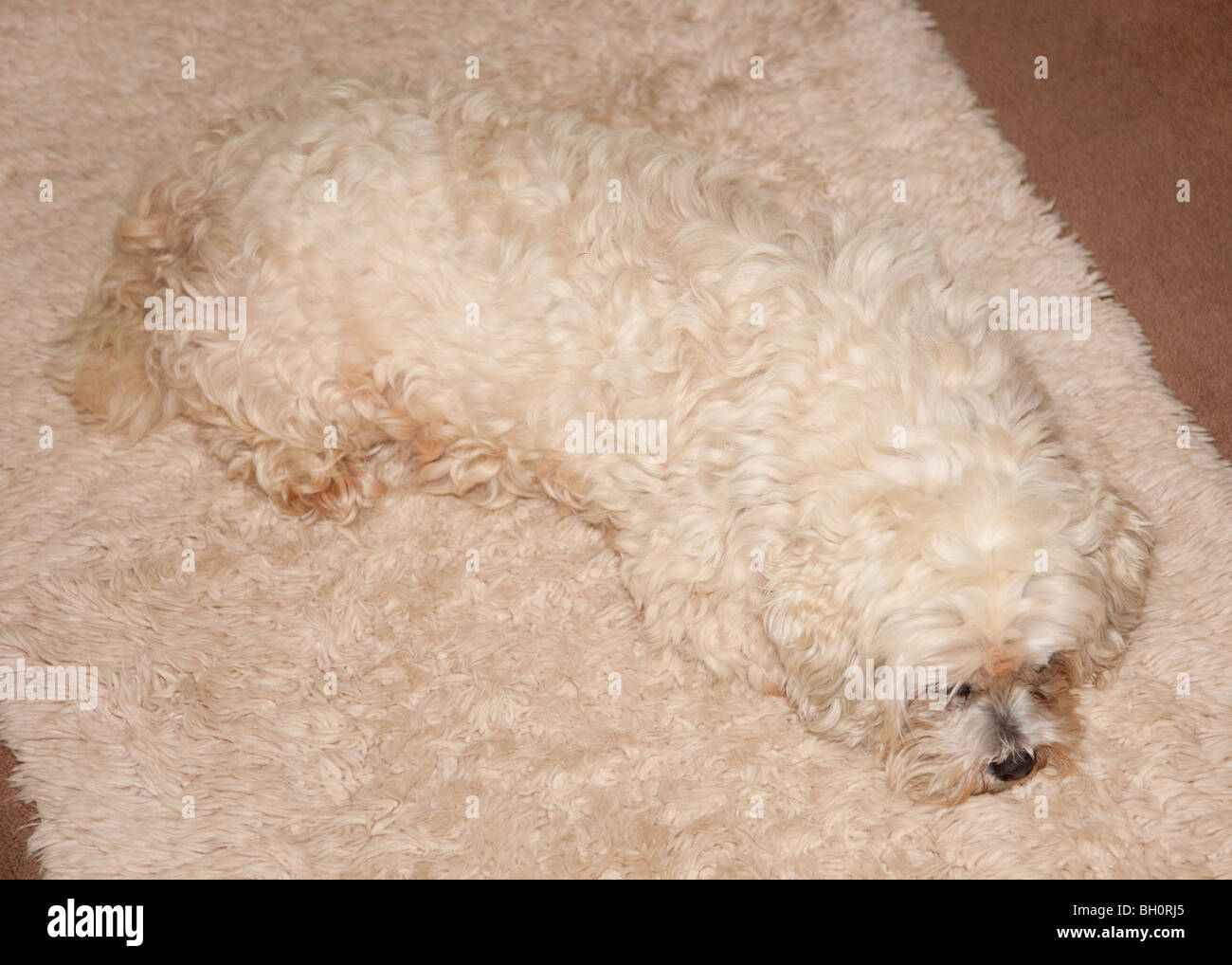 Lhasa apso dog hi-res stock photography and images - Alamy