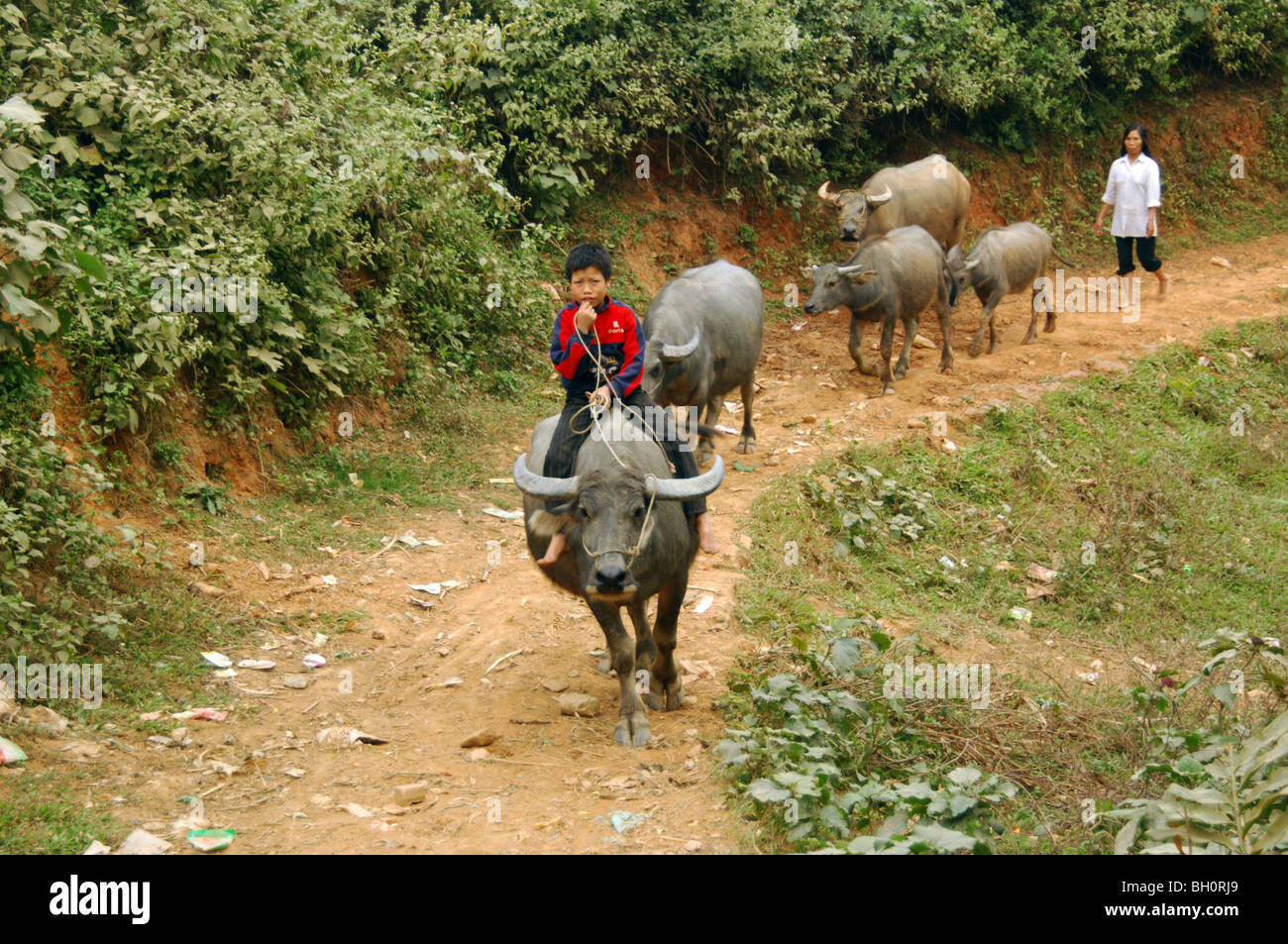 Vietnamese boy riding water buffalo ,sapa , northern vietnam Stock ...