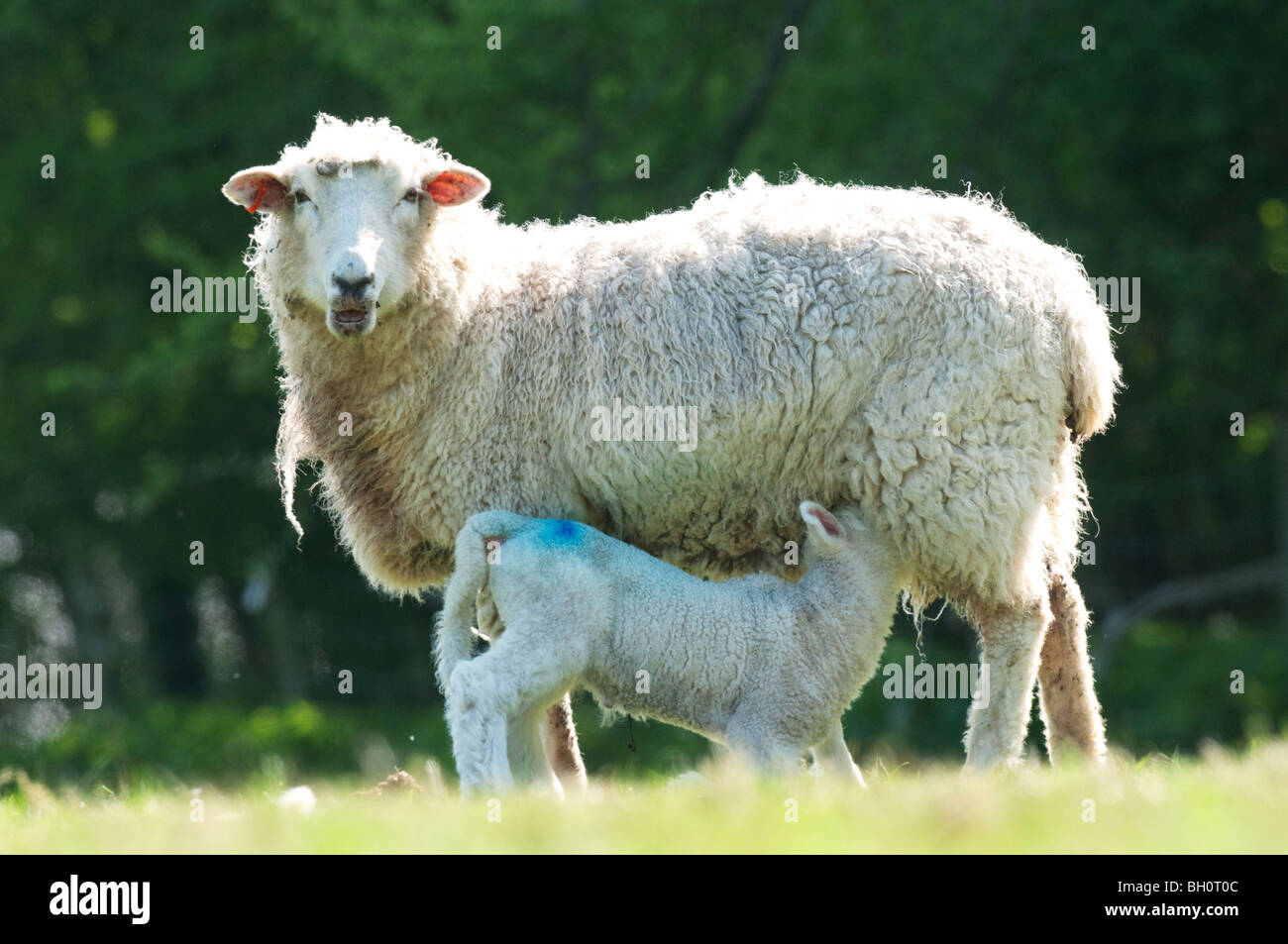 Romney sheep hi-res stock photography and images - Alamy