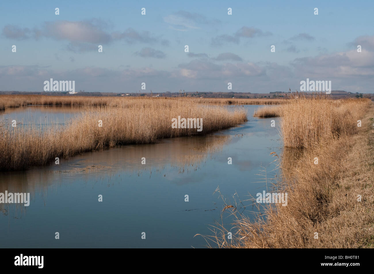 Camargue marsh hi-res stock photography and images - Alamy