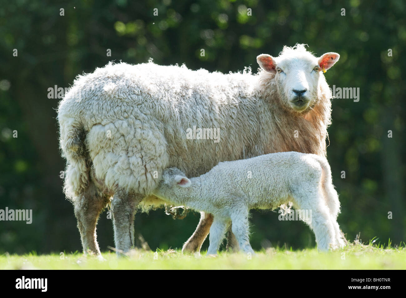 Romney sheep hi-res stock photography and images - Alamy