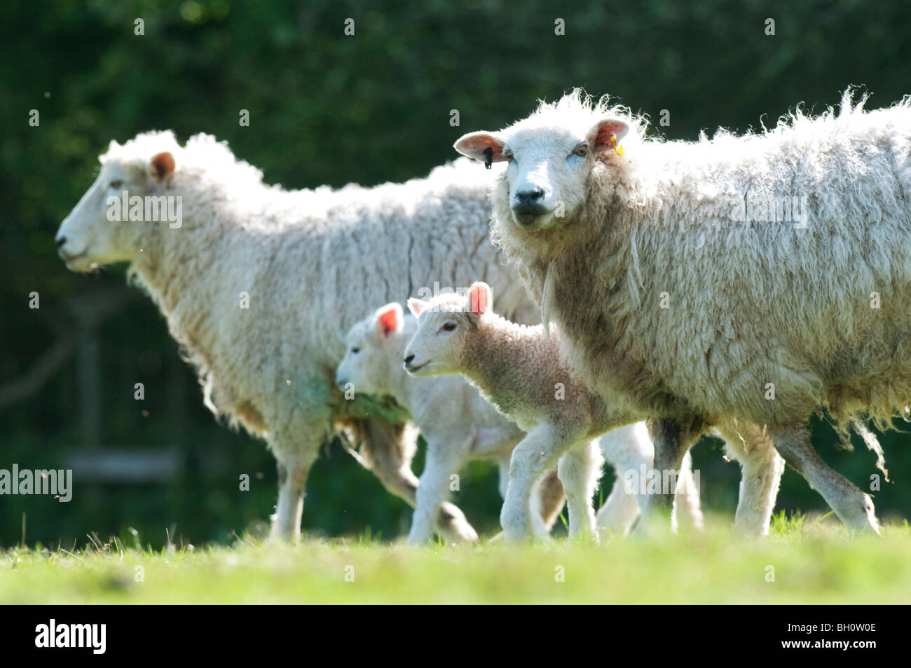 Romney Marsh sheep, with lambs, Kent, England, spring Stock Photo - Alamy