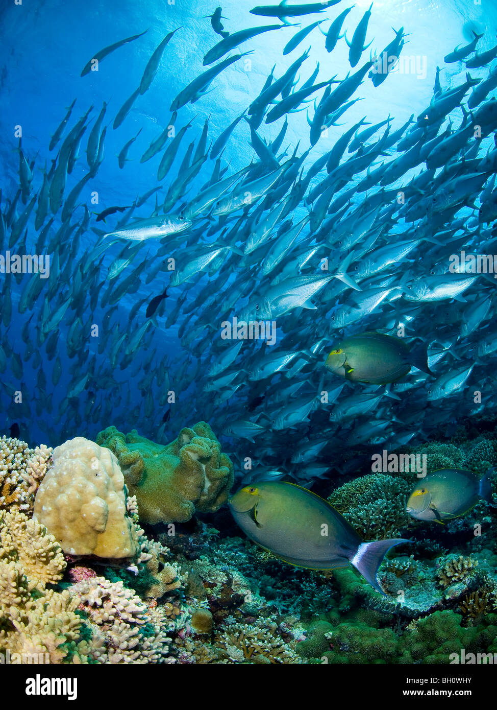 Tubbataha reef, philippines hi-res stock photography and images - Alamy