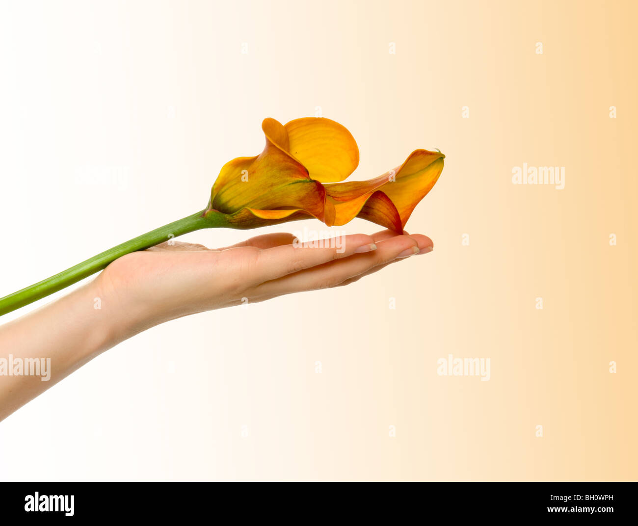 Flower in a hand Stock Photo - Alamy