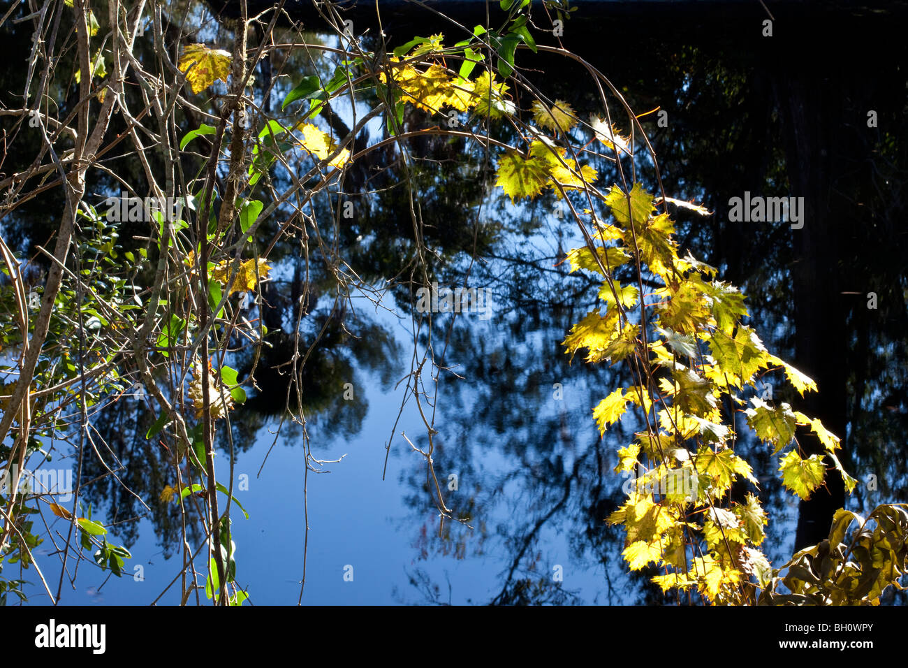 Vitis spp hi-res stock photography and images - Alamy