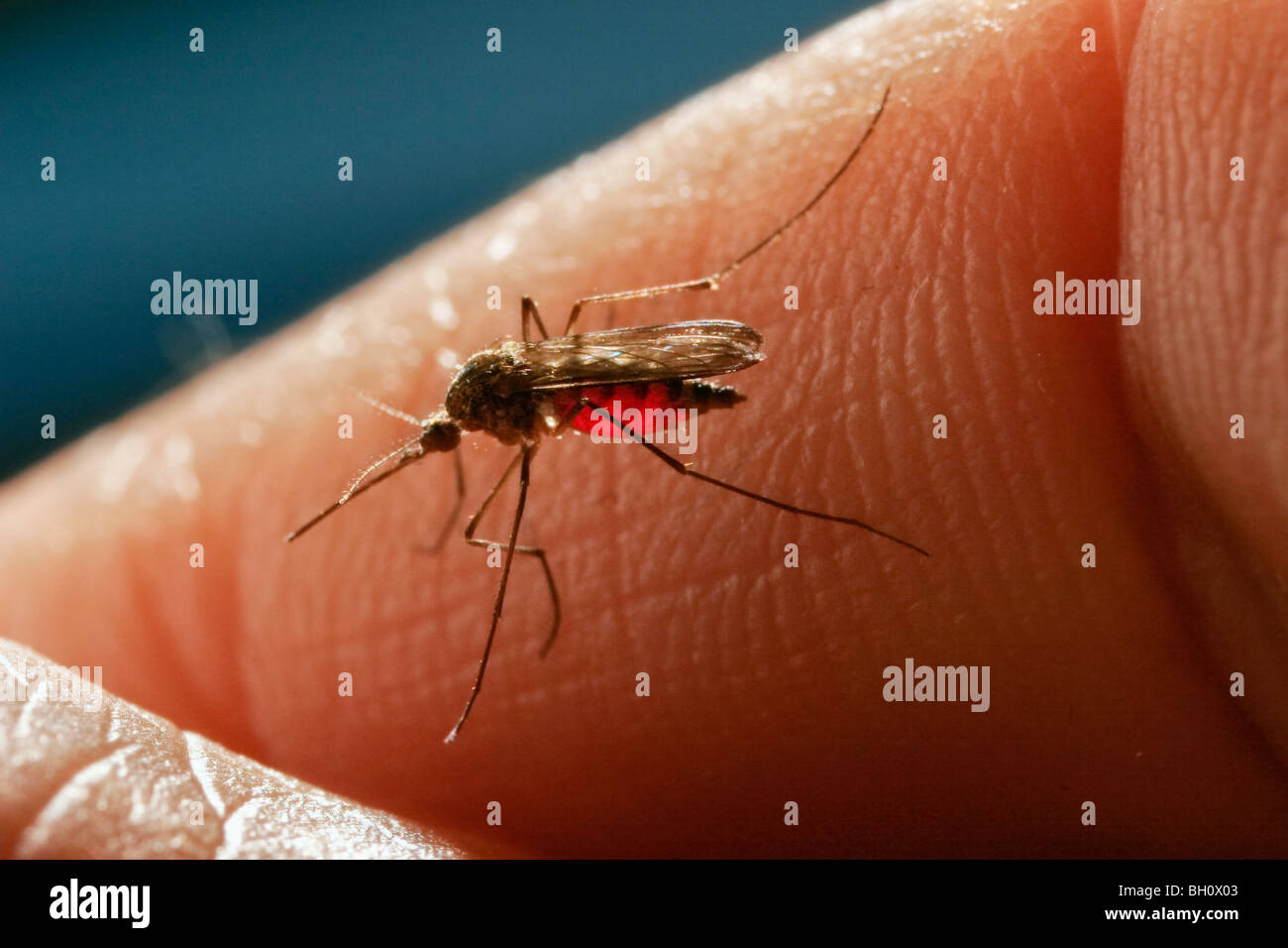 Mosquito on hand, Bavaria, Germany Stock Photo - Alamy