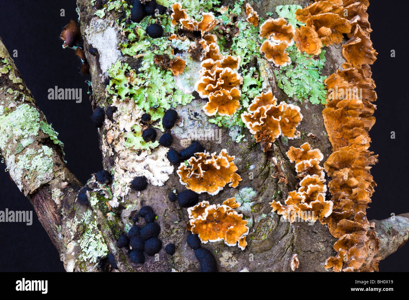 Tree Trunk with Lichens and Fungi, James E Grey Preserve, Florida Stock ...